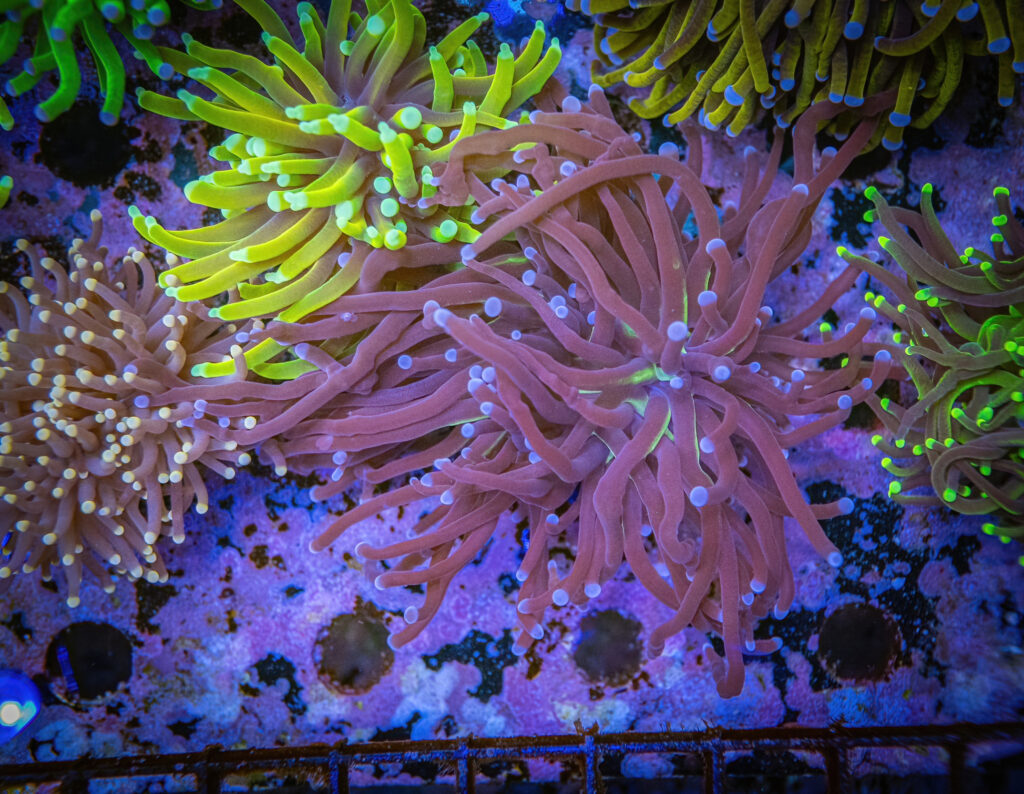 Joker Torch #1 - Borealis Aquaculture